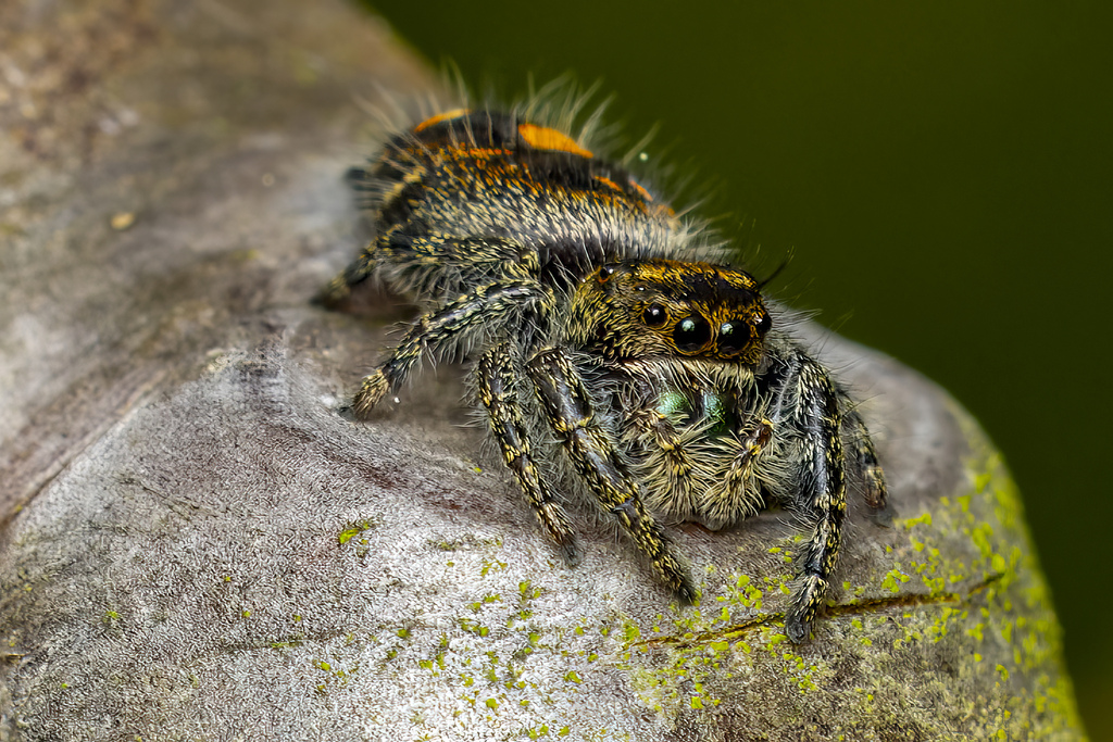 Bold Jumping Spider from Manhattan Beach, CA 90266, USA on February 23 ...