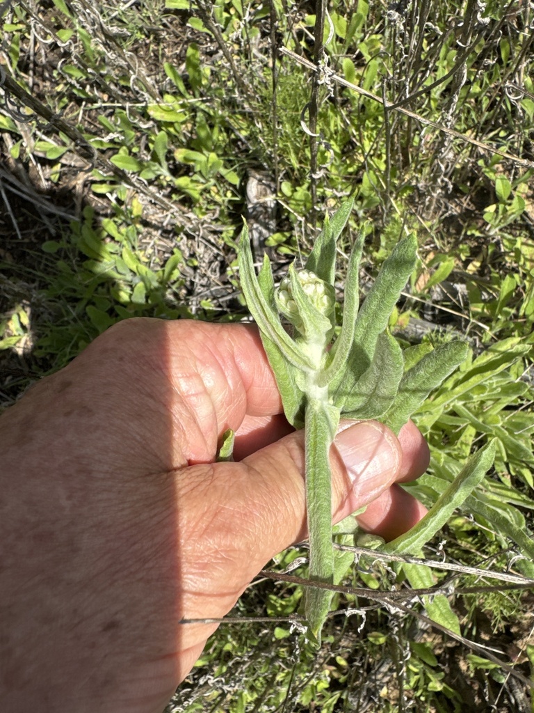 cottonbatting plant from Kate Sessions Neighborhood Park, San Diego, CA ...