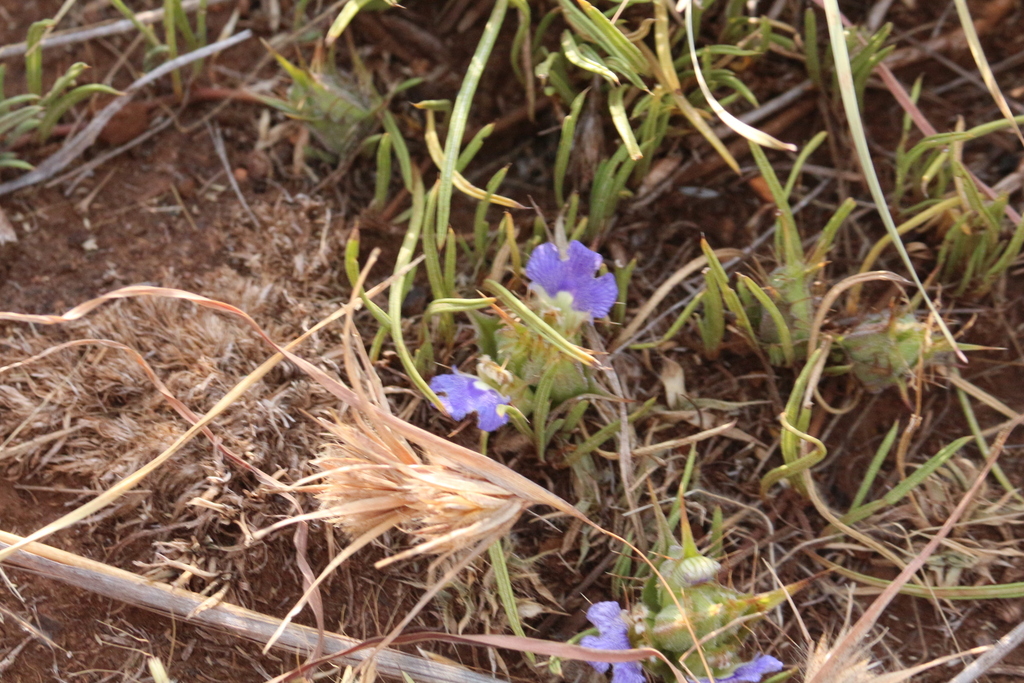 Blepharis angusta from West Rand District Municipality, South Africa on ...