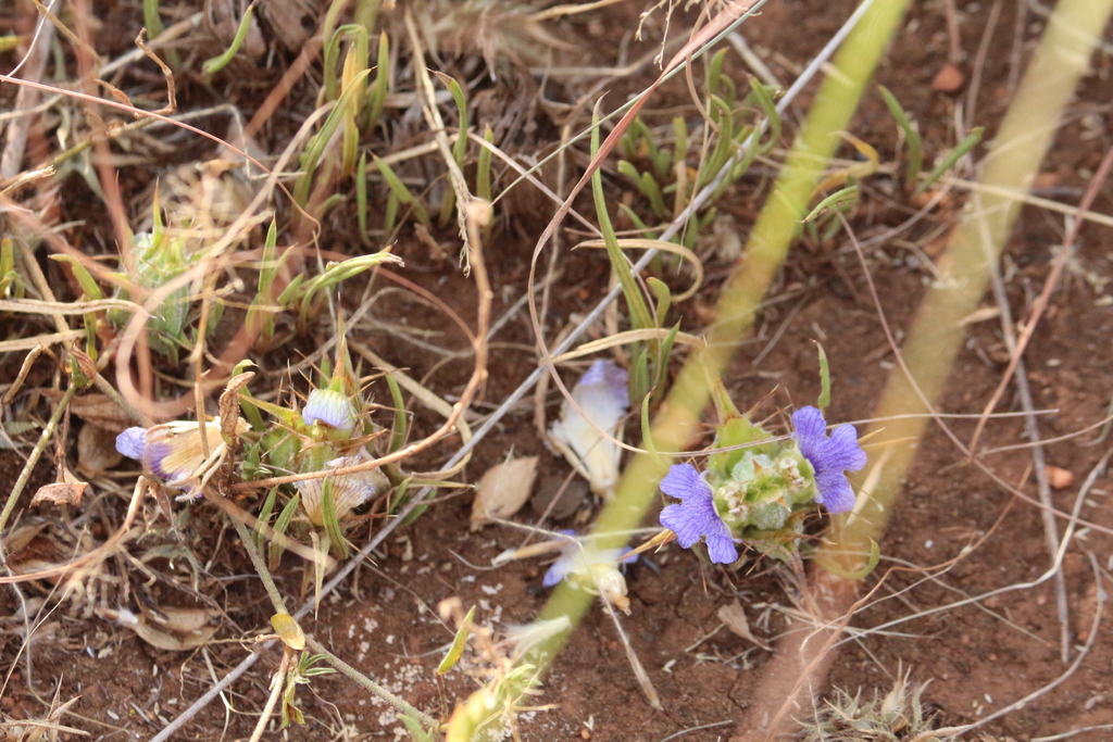 Blepharis angusta from West Rand District Municipality, South Africa on ...