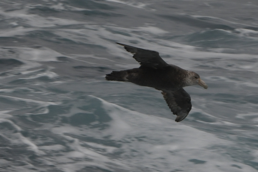 Southern Giant Petrel on February 10, 2024 at 11:06 PM by Julien ...