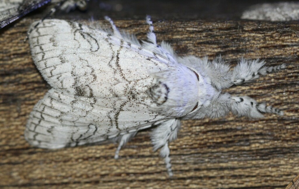 Calliteara pura from Mount Mellum QLD 4550, Australia on March 19, 2024 ...