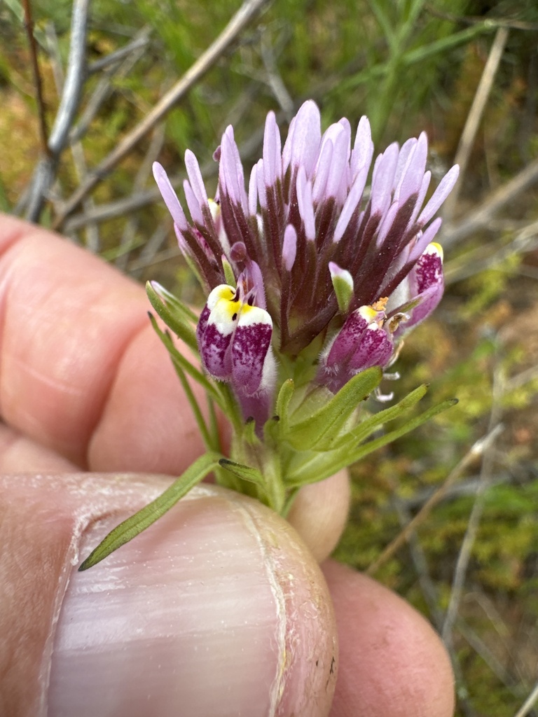 Castilleja densiflora densiflora from Kate Sessions Neighborhood Park ...