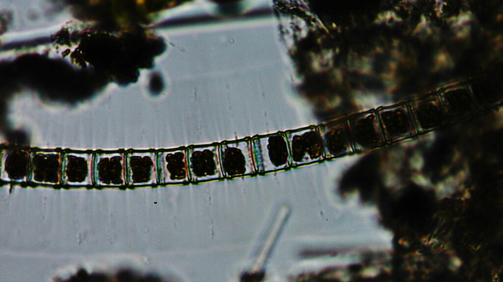 Hyalotheca mucosa from Wayland, Providence, RI 02906, USA on March 18 ...