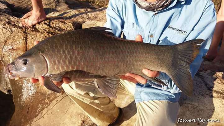 Purple Labeo from Skukuza, 1350, South Africa on August 28, 2016 at 10: ...