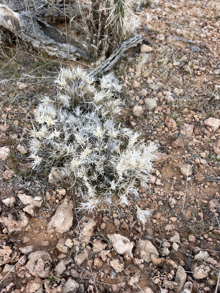 Fluffgrass from Littlefield, AZ, US on March 12, 2024 at 04:43 PM by CK ...