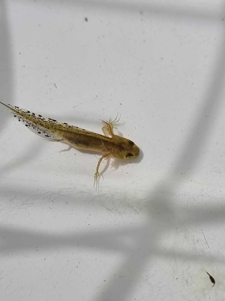 Crested and Marbled Newts from Cabeço Montachique (Circ Manutenção ...