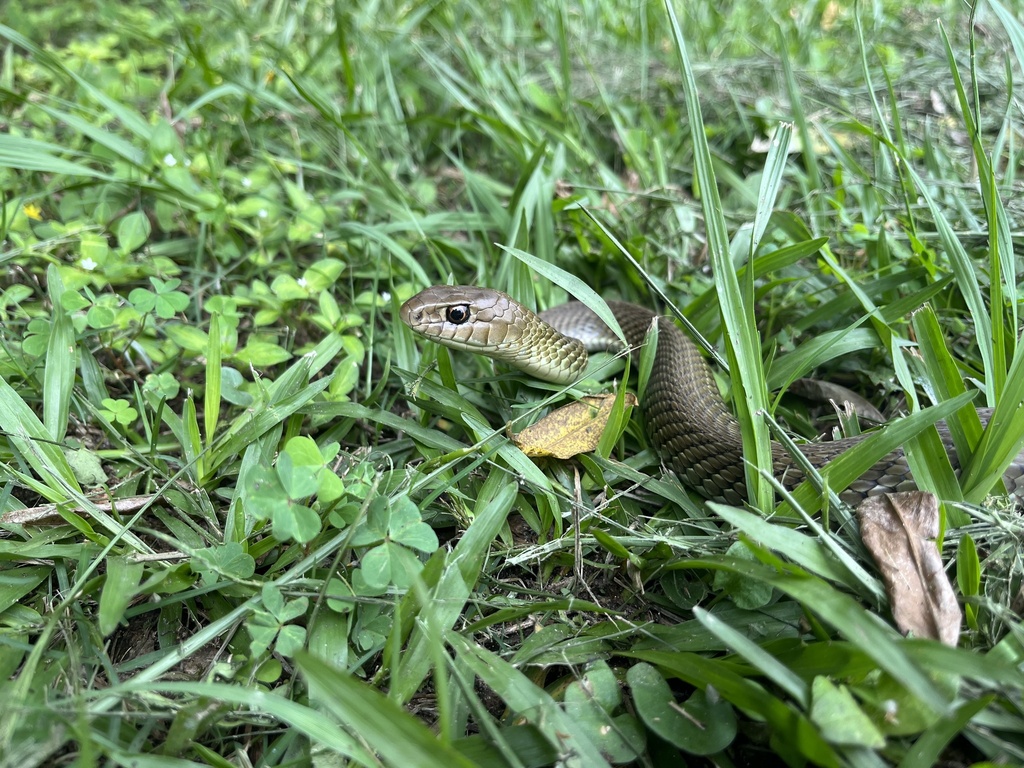 Patagonian Racer from San Miguel, Corrientes, AR on November 21, 2023 ...