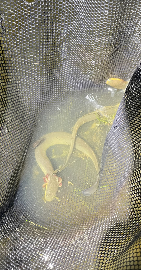 Western Lesser Siren in March 2024 by Luke Grabow · iNaturalist