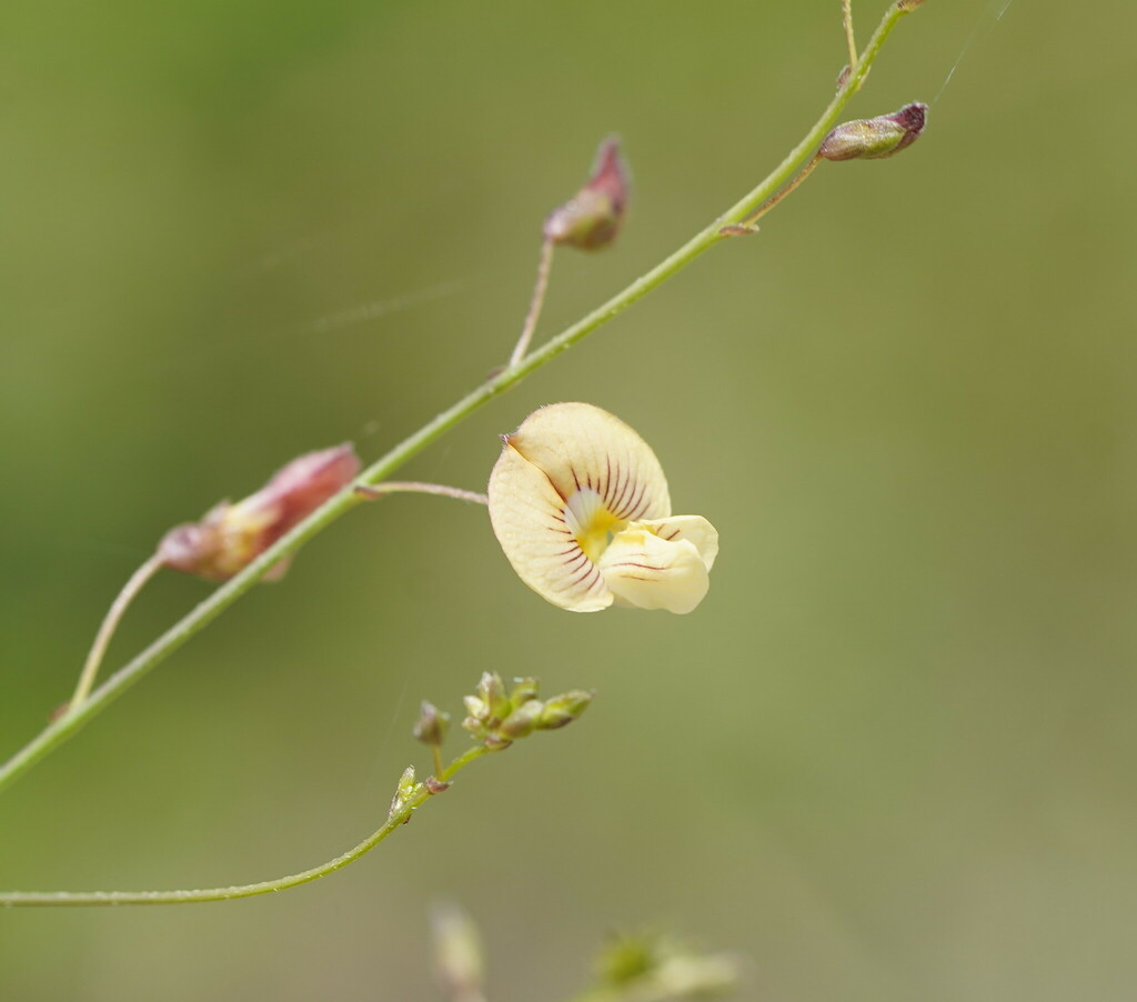 Faboideae from Middle Point NT 0822, Australia on March 16, 2024 at 12: ...
