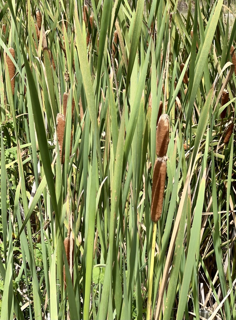 Oriental Cattail from Te Ika-a-Māui/North Island, Ōtaki, Wellington, NZ ...
