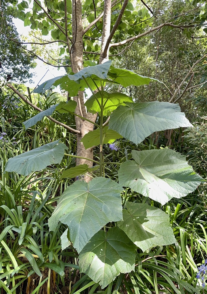 princess tree from Te Ika-a-Māui/North Island, Ōtaki, Wellington, NZ on ...
