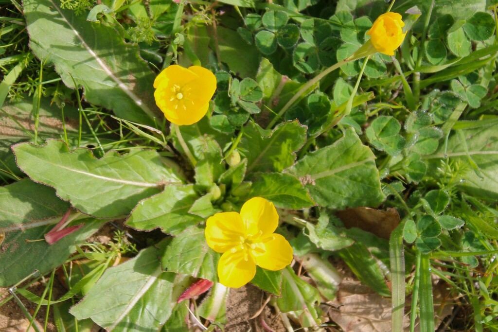 Sun Cup from Gerbode Valley, California 94965, USA on March 18, 2024 at ...