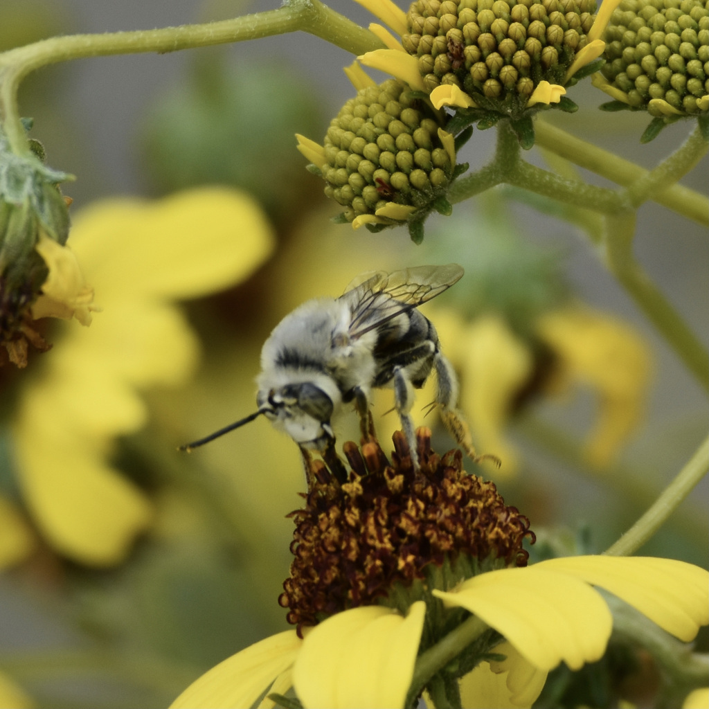 Pallid Dune-digger Bee from Palm Desert, CA, USA on March 18, 2024 at ...