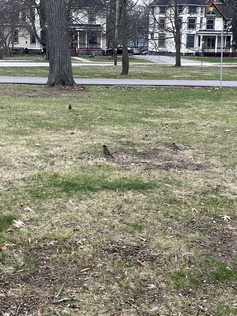 American Robin from Washtenaw Ave, Ann Arbor, MI, US on March 18, 2024 ...