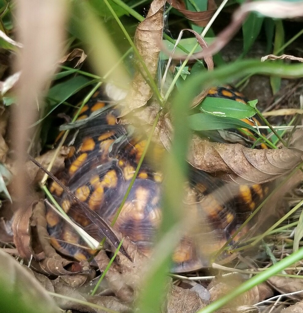 Eastern Box Turtle in September 2021 by luna_lewin · iNaturalist