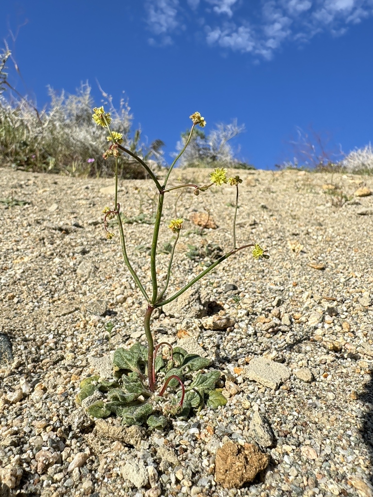 yellow turbans from Kern County, CA, USA on March 18, 2024 at 09:11 AM ...