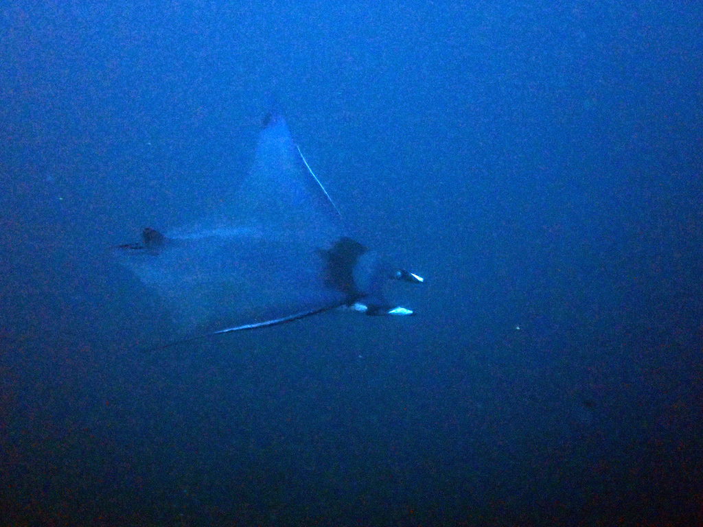 Bentfin Devil Ray in March 2024 by tim h · iNaturalist