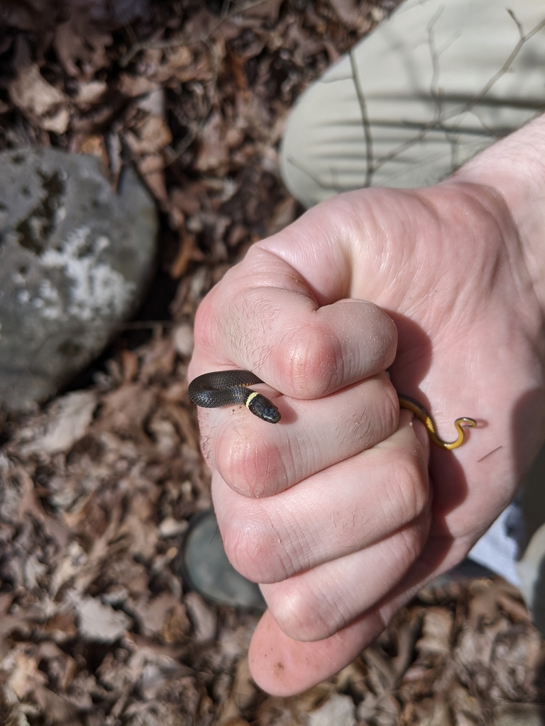 ring-necked snake from Lebanon, TN 37090, USA on March 4, 2024 at 11:13 ...