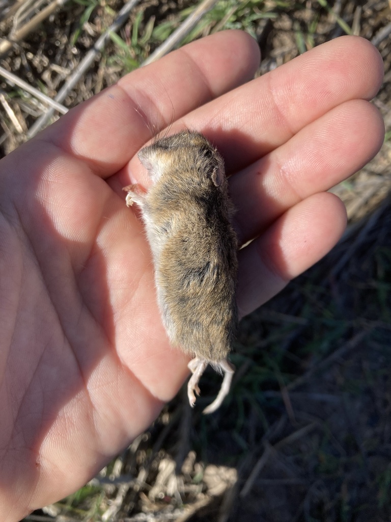 Western Deer Mouse from Montague, CA, US on March 18, 2024 at 03:43 PM ...
