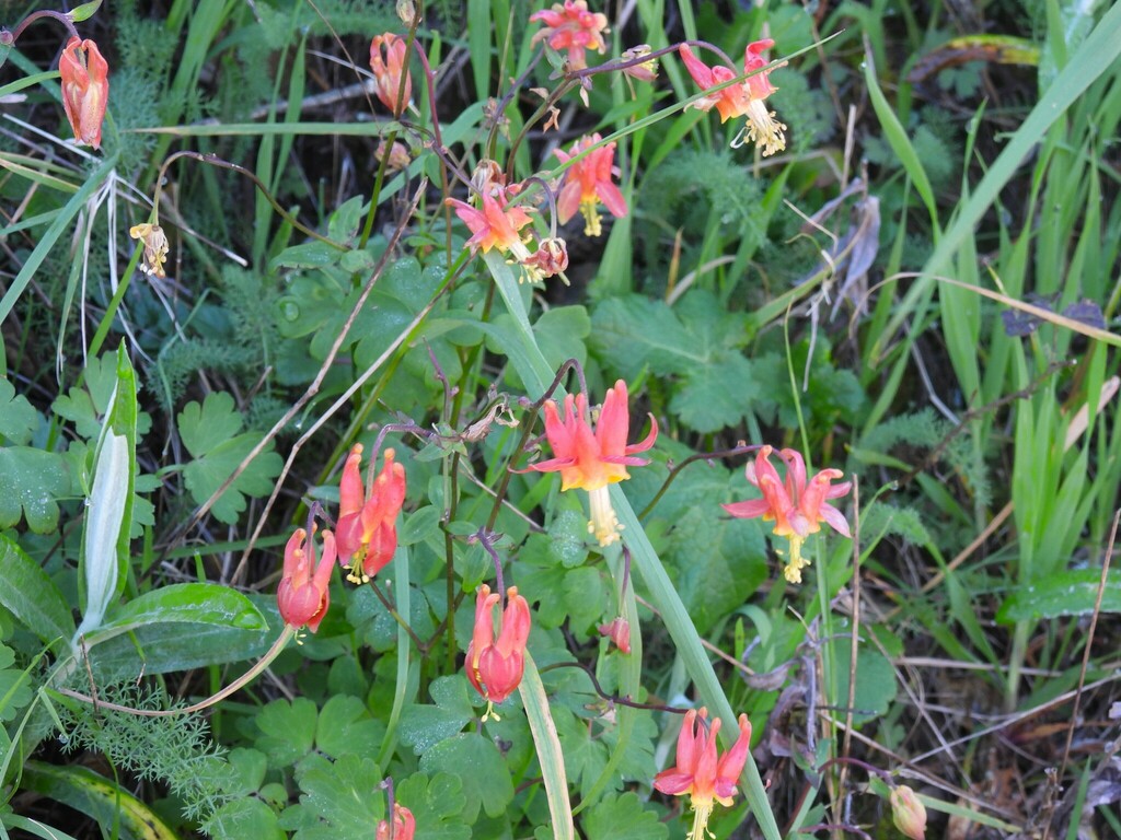 western columbine from Gerbode Valley, California 94965, USA on March ...