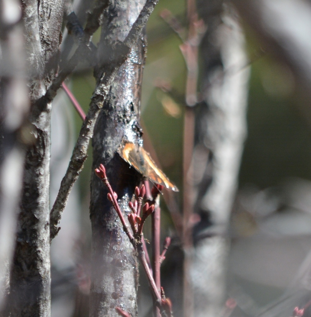 Milbert's Tortoiseshell from Coalmont Rd, Okanagan-Similkameen, BC, CA ...