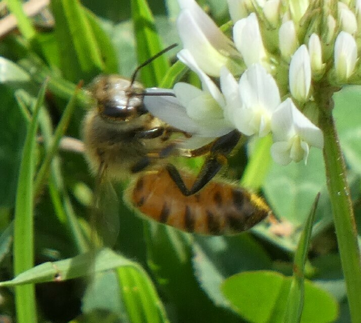 Western Honey Bee from Florida, Polk, Green Swamp, Colt Creek State ...
