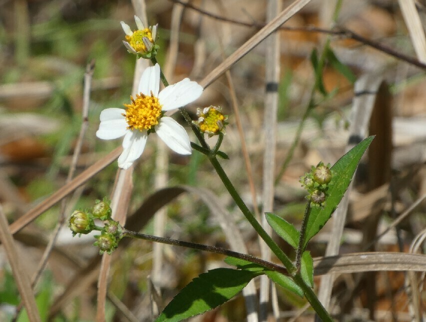 White beggarticks from Florida, Polk, Green Swamp, Colt Creek State ...