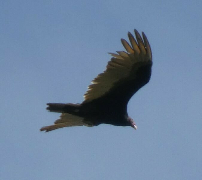 Turkey Vulture from Florida, Polk, Green Swamp, Colt Creek State Park ...