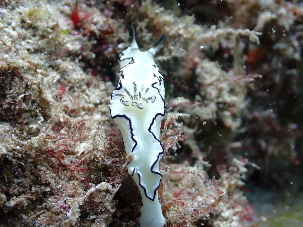 Black-margined Nudibranch from Nursery, Jervis Bay JBT 2540, Australia ...