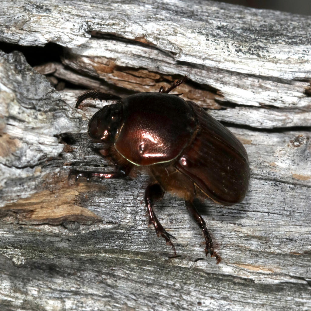 Onitis from Little River VIC 3211, Australia on March 16, 2024 at 09:27 ...