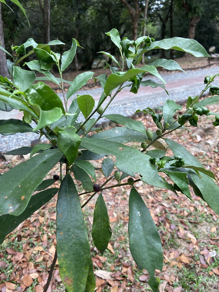 Ficus formosana from 臺灣島, 竹山鎮, NAN, TW on March 19, 2024 at 07:29 AM by ...