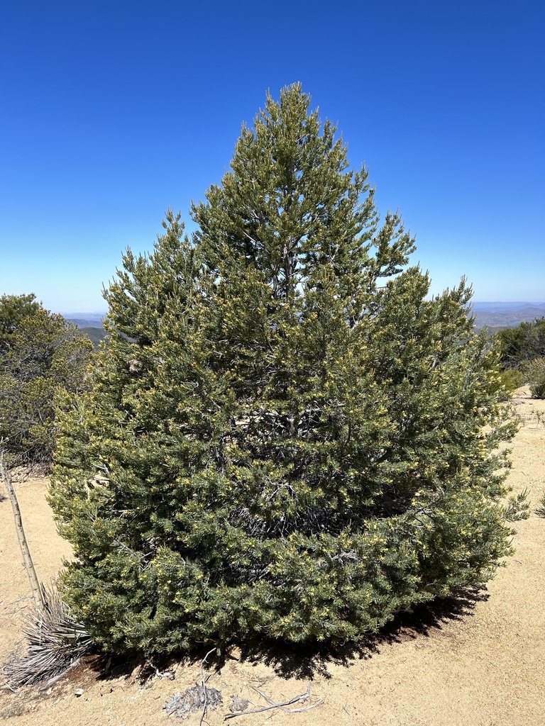 Parry pinyon from San Pedro Martir, Ensenada, B.C., MX on May 22, 2023 ...