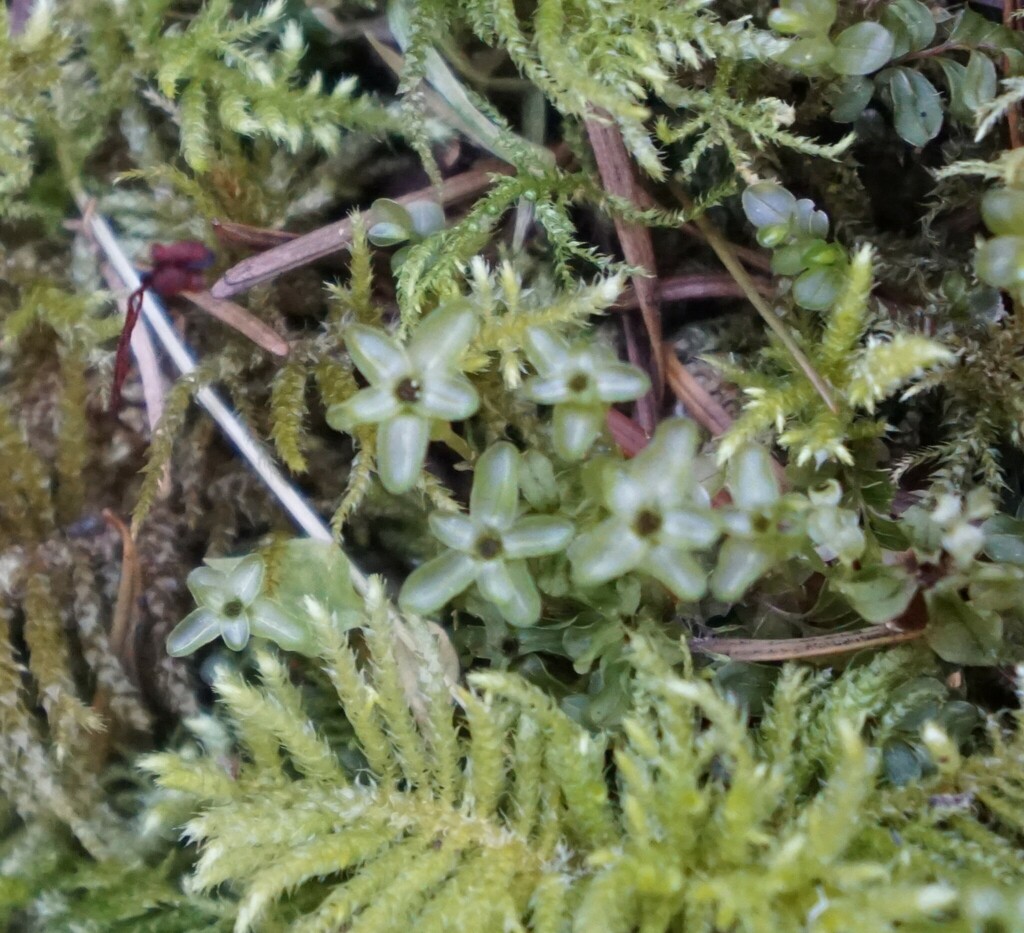 fan moss from Redmond, WA, USA on March 18, 2024 at 01:41 PM by El ...