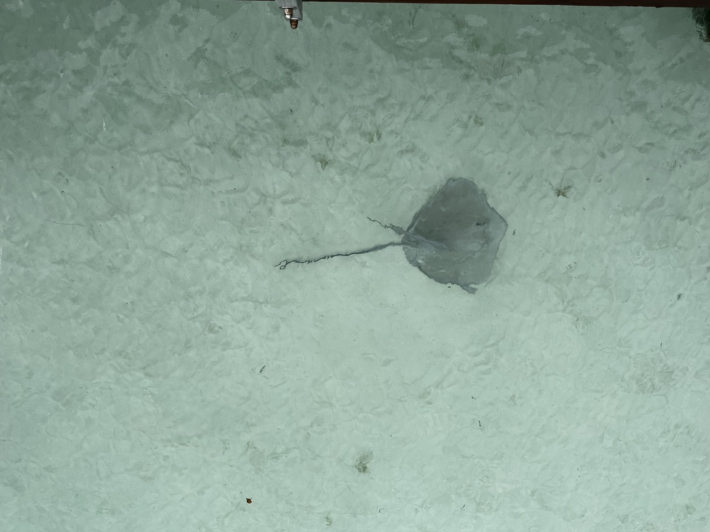 Pink Whipray from South Pacific Ocean, French Polynesia, PF on March 1 ...
