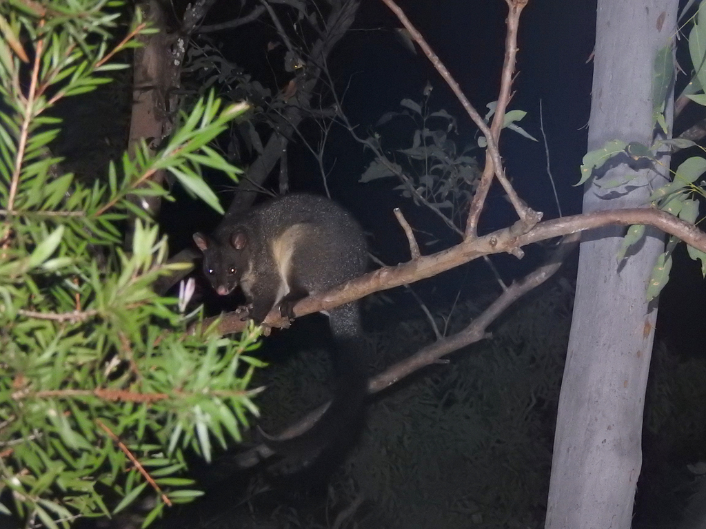 Short-eared Brush-tailed Possum from Kobble Creek QLD 4520, Australia ...