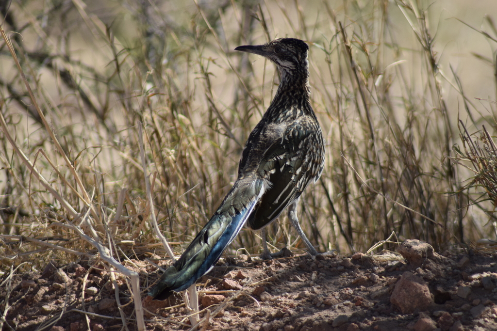 Greater Roadrunner from Chihuahua, Chih., México on June 10, 2023 at 08 ...