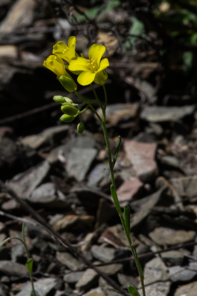 Missouri bladderpod in March 2024 by tallpaultheforester · iNaturalist