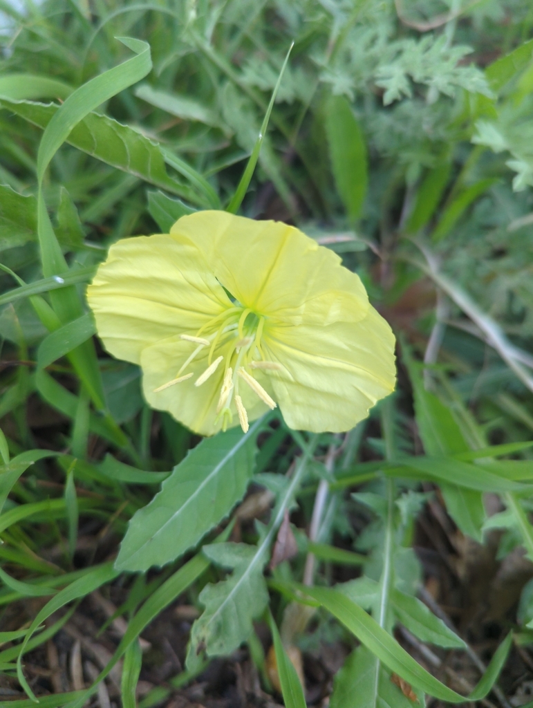 Stemless Evening Primrose from Menard, TX 76859, USA on March 18, 2024 ...