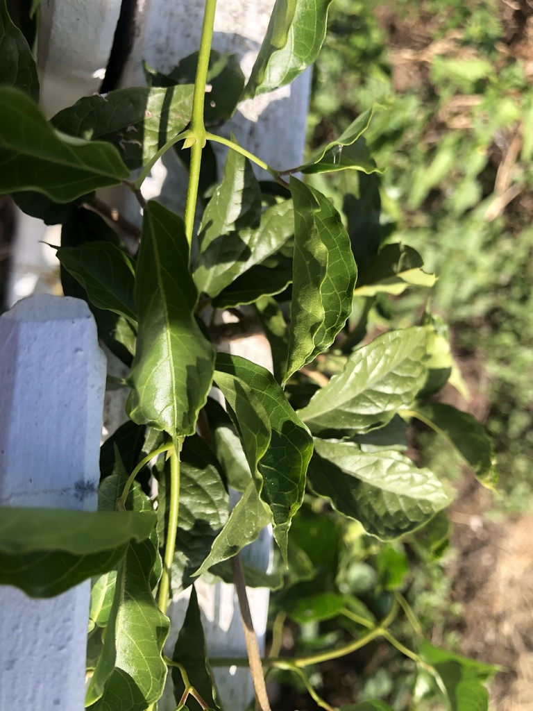 Catclaw vine from Crescent St, Gatton, QLD, AU on March 18, 2024 at 03: ...