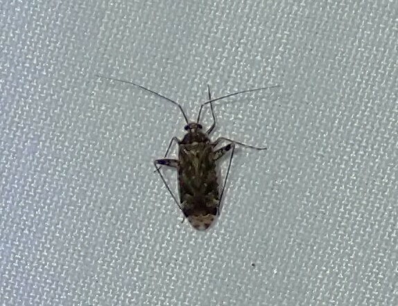 lime plant bug from Gadsden County, FL, USA on March 15, 2024 at 11:00 ...