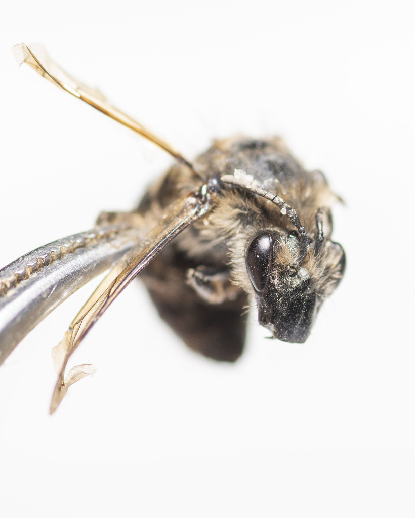 Sandhills Cellophane Bee from Forrest County, MS, USA on March 18, 2024 ...