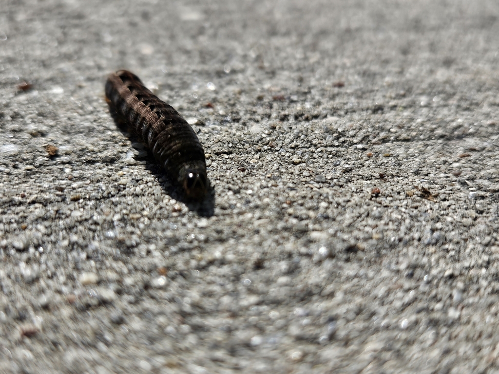 Velvet Armyworm Moth from Houston, TX 77089, USA on March 18, 2024 at ...