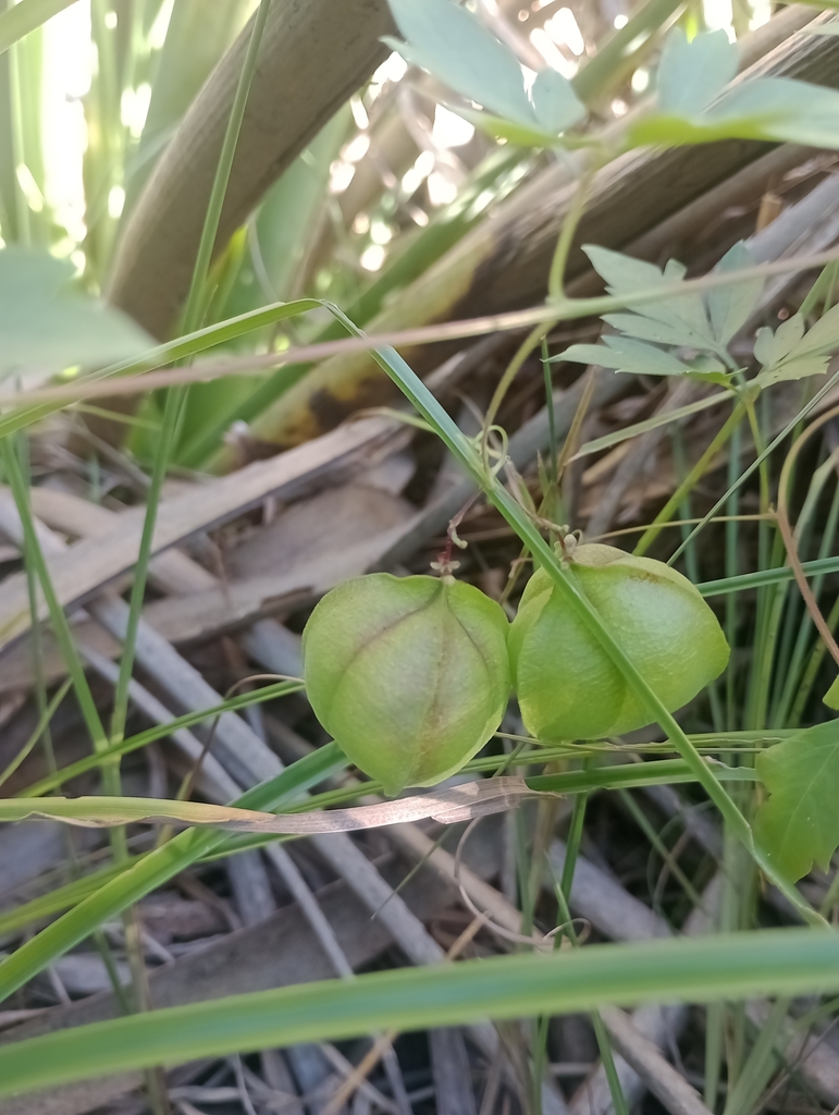 Lesser Balloon Vine from 20000 La Capuera, Departamento de Maldonado ...