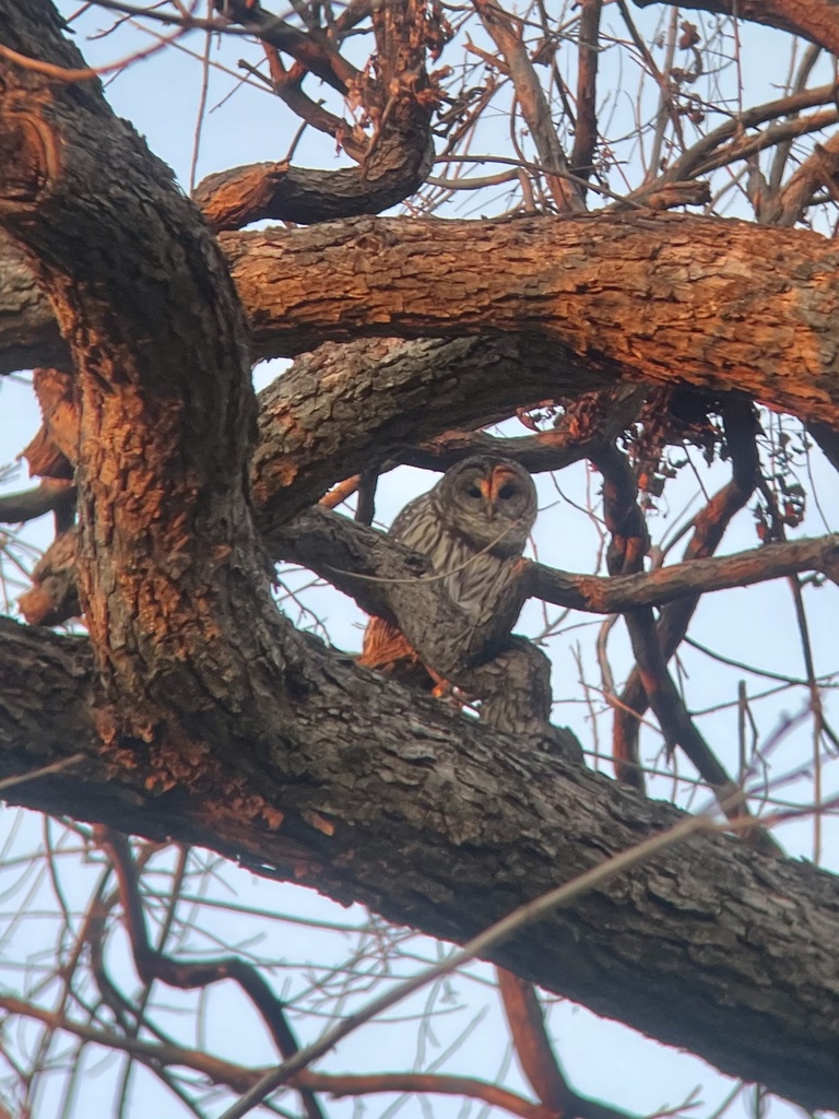 Barred Owl from White Rock Lake Trail, Dallas, TX, US on March 18, 2024 ...