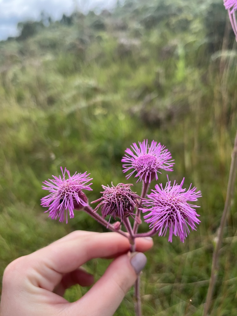 Pompom Weed from São Francisco De Paula, RS, BR on March 17, 2024 at 10 ...