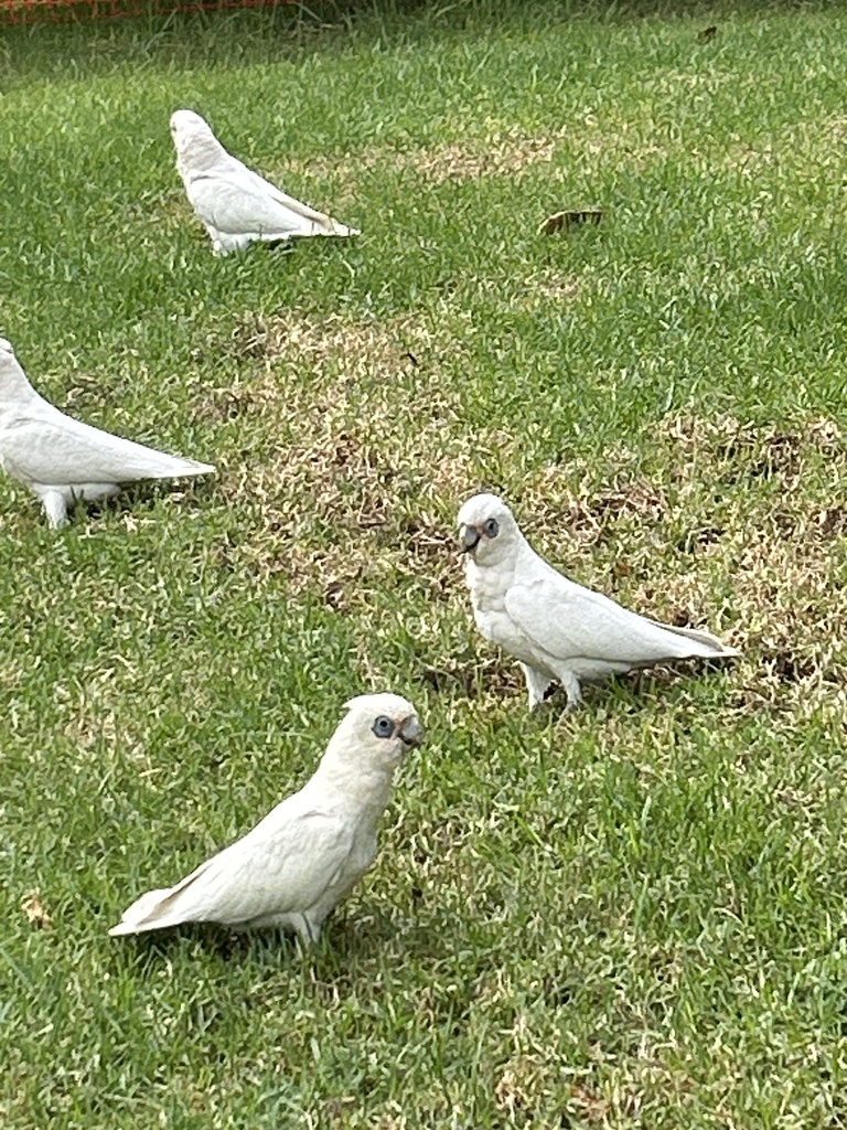Little Corella from Lake Northam, Camperdown, NSW, AU on March 19, 2024 ...