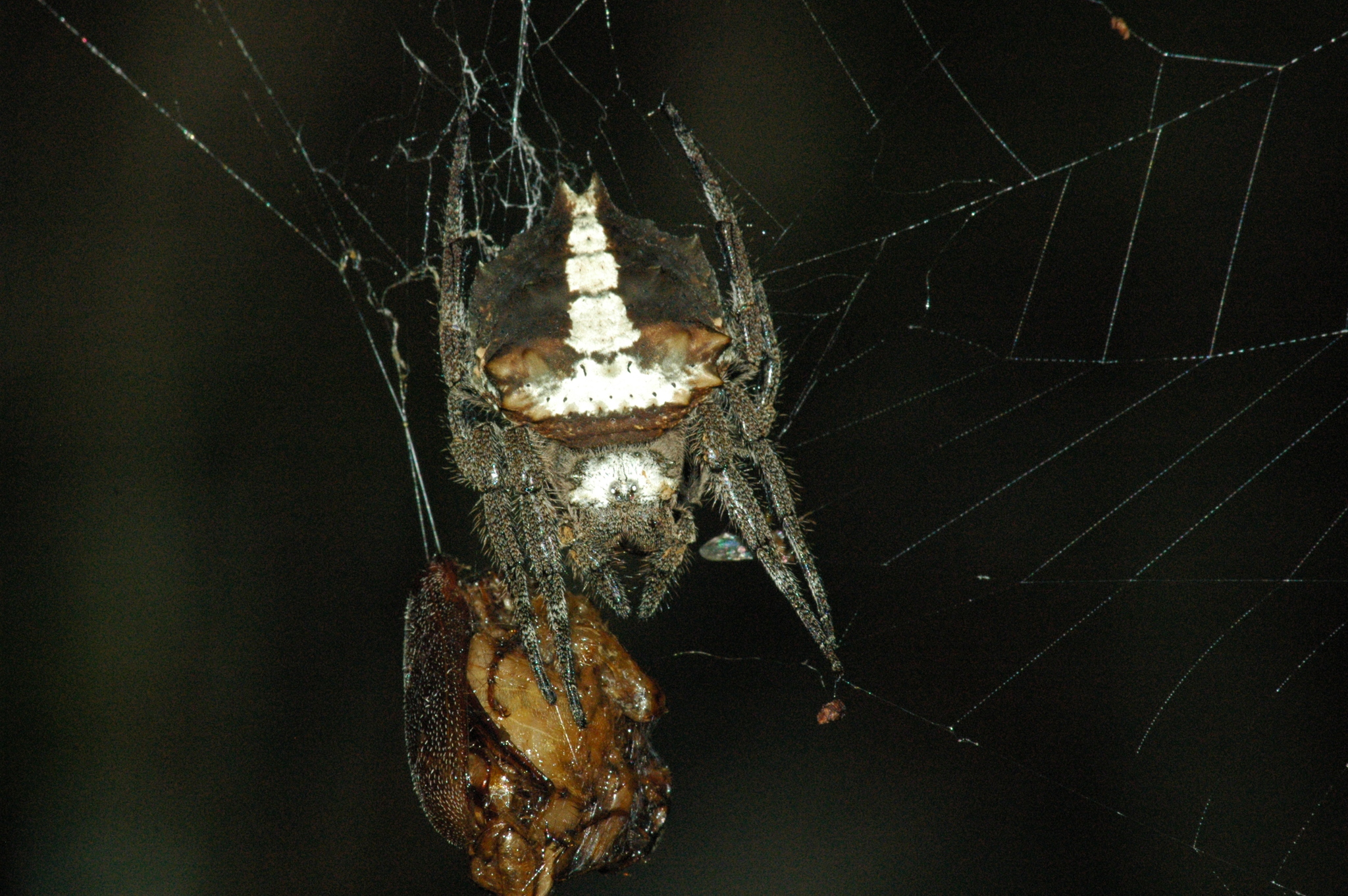 Caerostris extrusa Butler, 1882