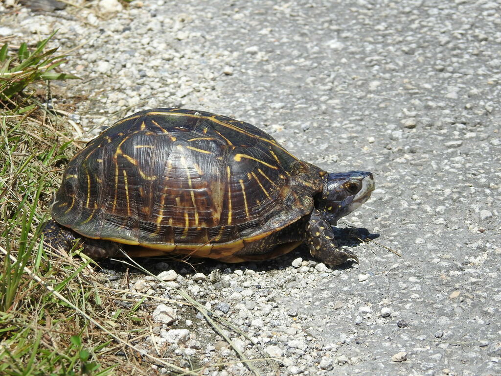 Common Box Turtle in September 2018 by diomedea_exulans_li · iNaturalist