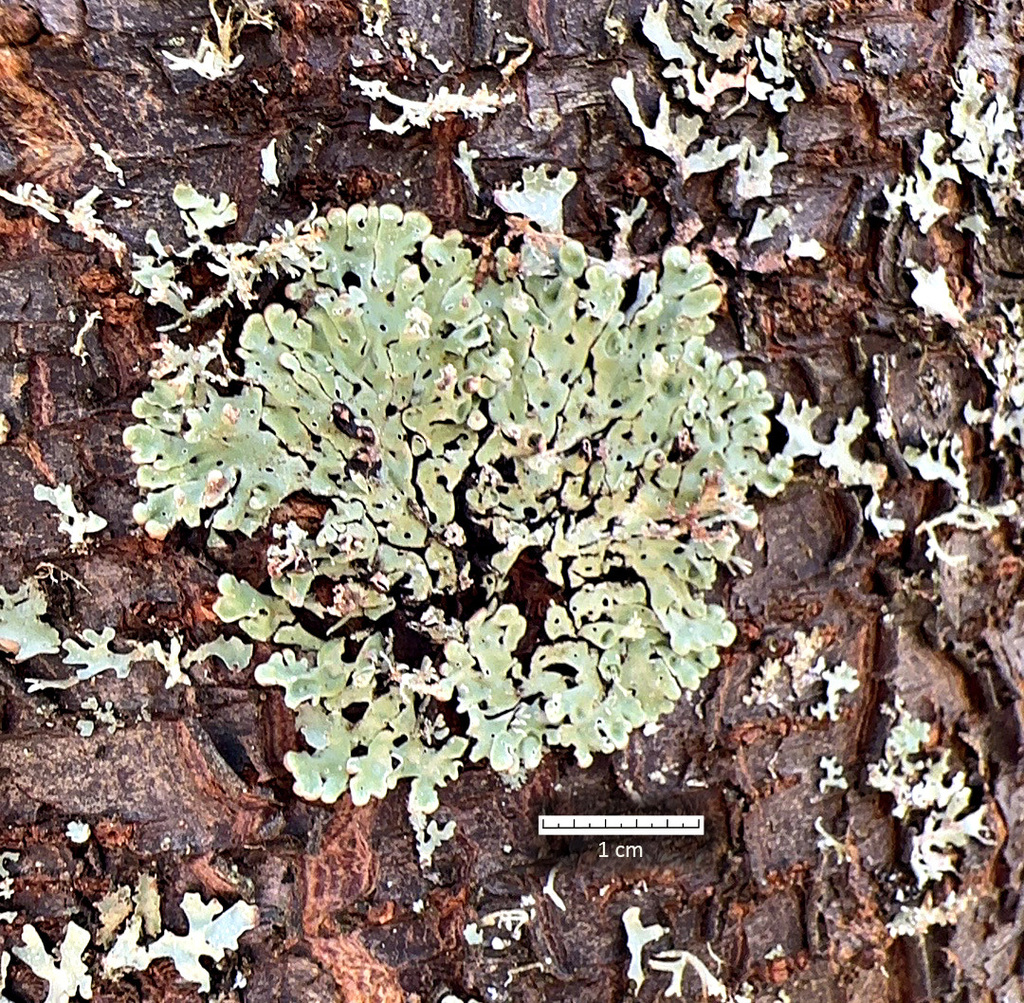 Tree Flute Lichen from Whatcom County, WA, USA on March 17, 2024 by ...